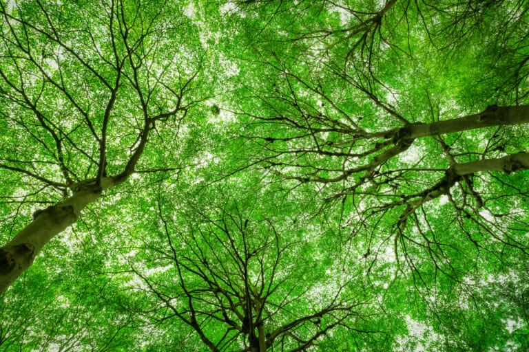 森林由来クレジットとは？方法論から特徴まで徹底解説 | サステナビリティ×ブロックチェーン情報メディア【HEDGE GUIDE Web3】